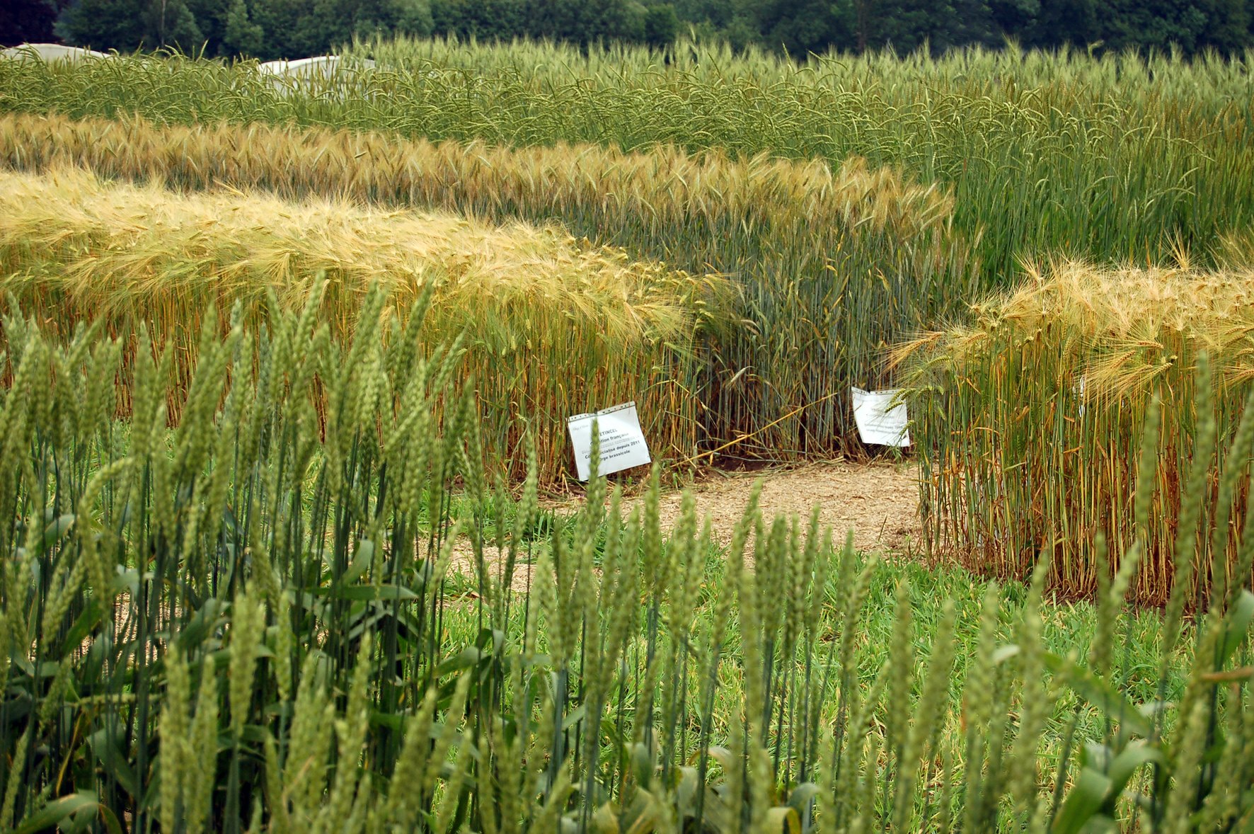 BTS Agronomie, Productions Végétales