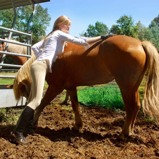 CAPa Palefrenier Soigneur- Apprentissage (en 1 an ou en 2 ans ...