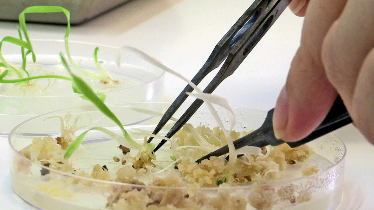 Un laboratoire in-vitro à la pointe