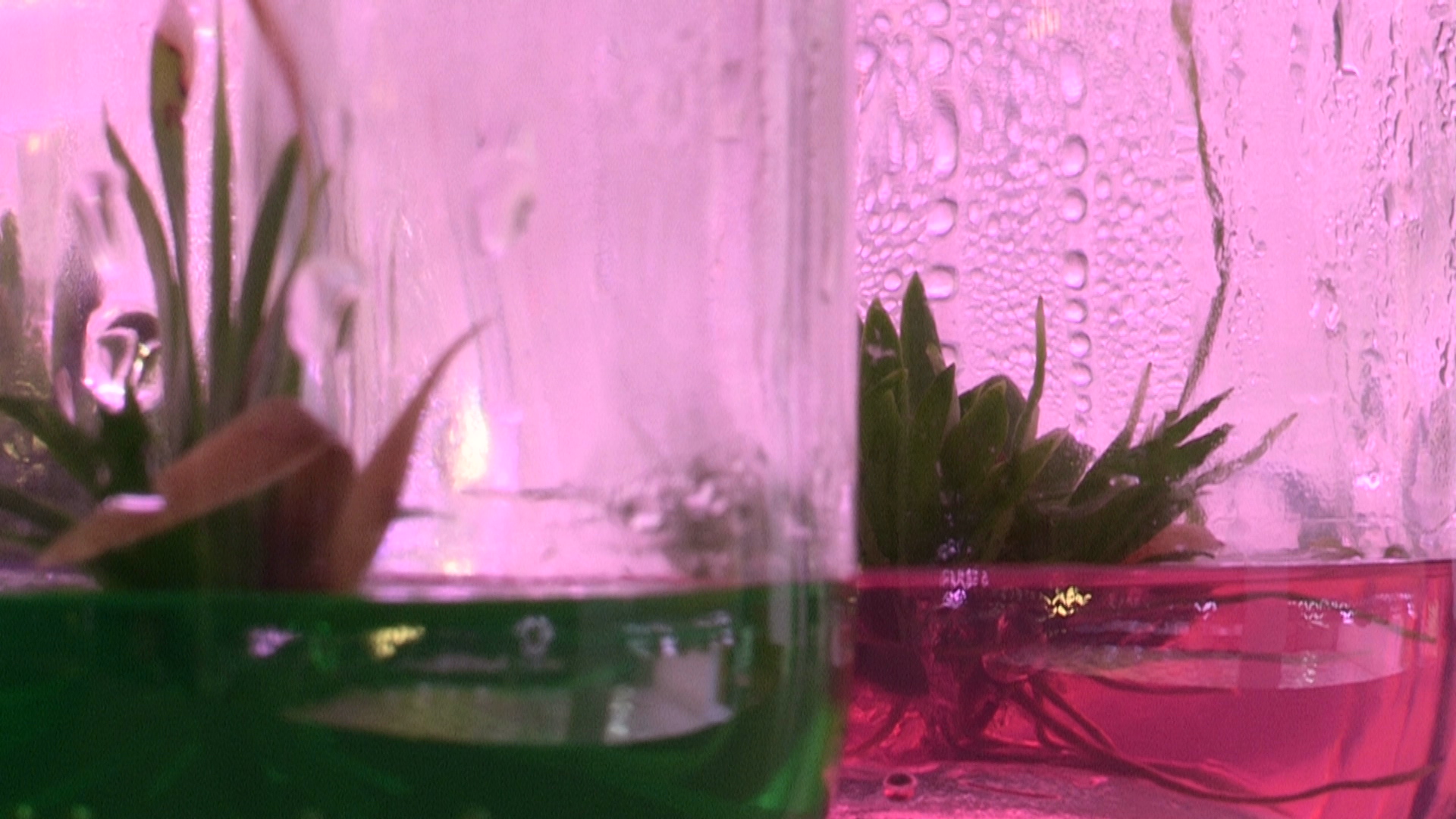 Un laboratoire in-vitro à la pointe