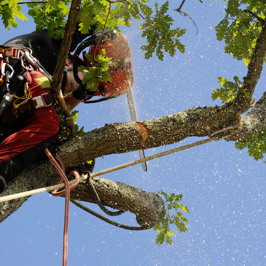 CS Arboriste Elagueur (Apprentissage) - Institut de Genech